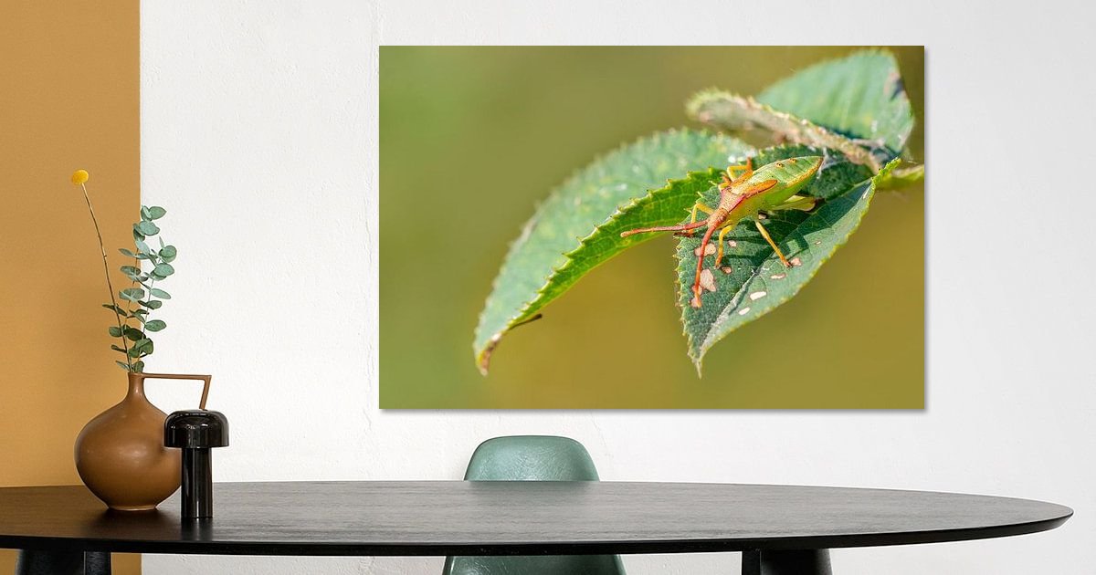 Groene kever die op een blad zit te zonnen van Mario Plechaty ...