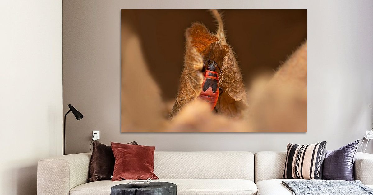 Larve van een vuurwants in een verdord blad van Mario Plechaty ...