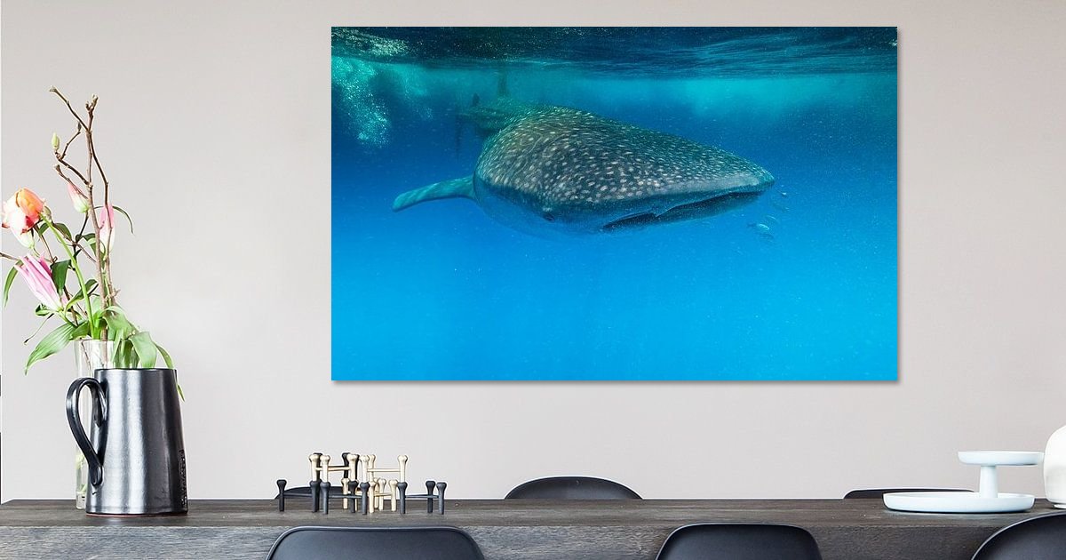 Walvishaai in een blauwe wereld (2) van Lennart Verheuvel op canvas ...