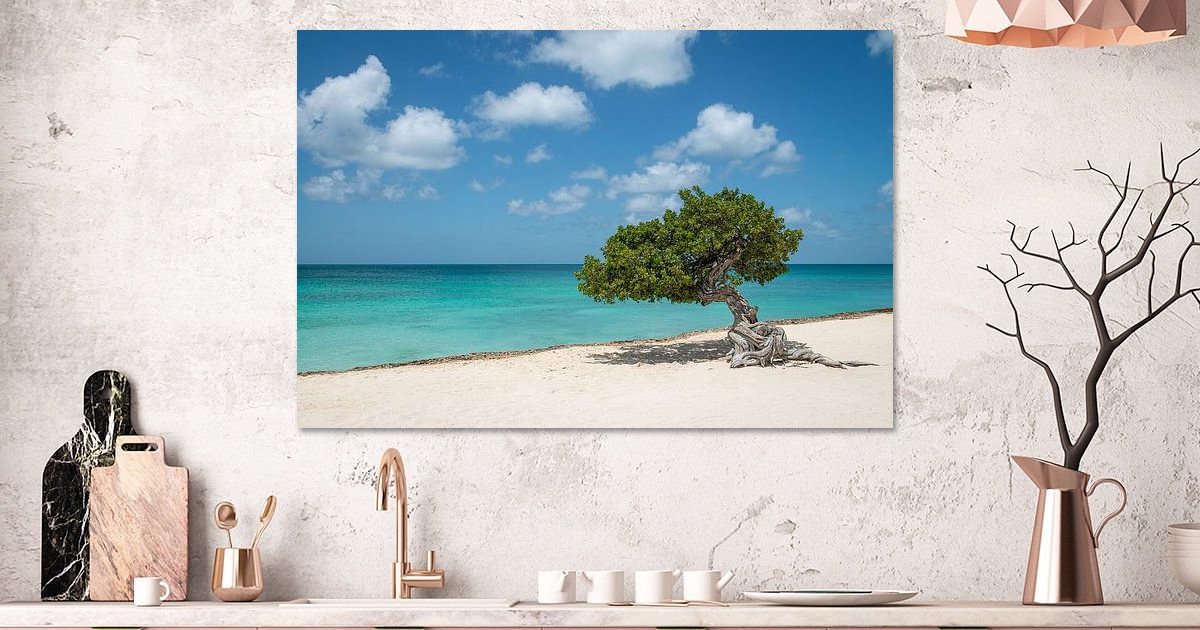 Fofoti (divi divi) boom in Aruba van Ellis Peeters op canvas, behang en ...