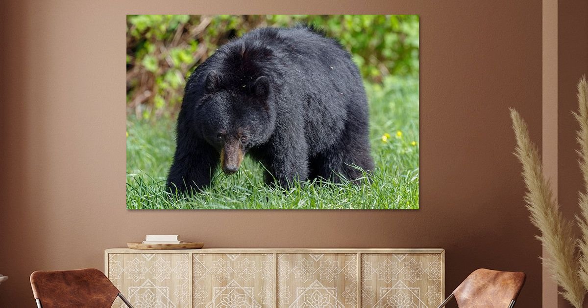 Grote zwarte beer van Menno Schaefer op canvas, behang en meer