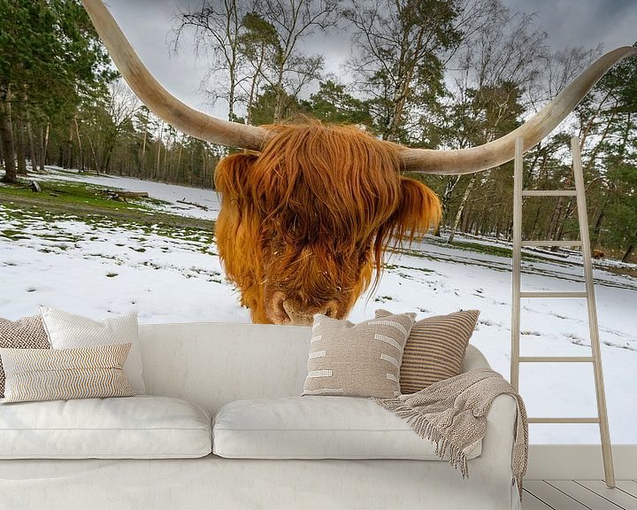 Schottische Highlander-Rinder im Schnee in einem Wald von Sjoerd van ...