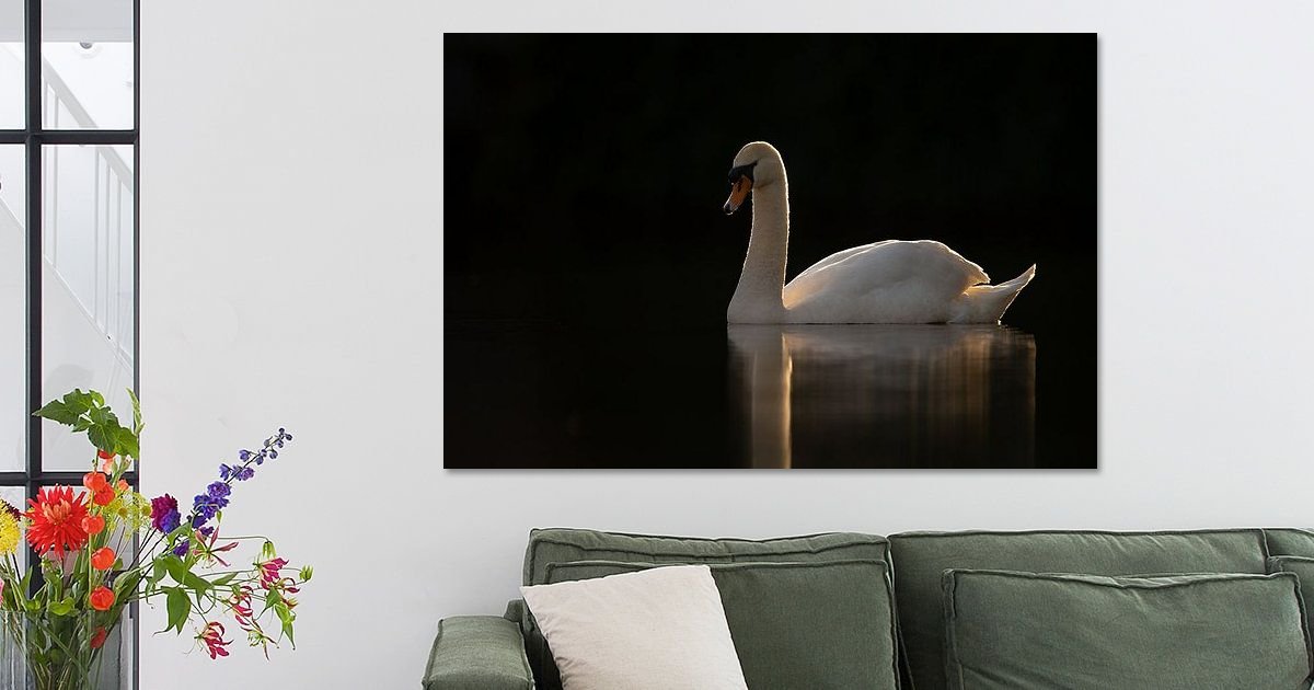 Zwaan in een donkere omlijsting van Menno Schaefer op canvas, behang en ...