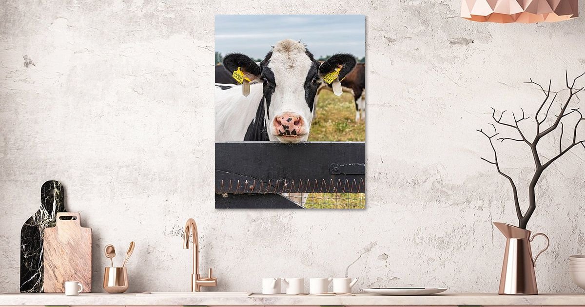 Koe achter het hek van Jan Poppe op canvas, behang en meer