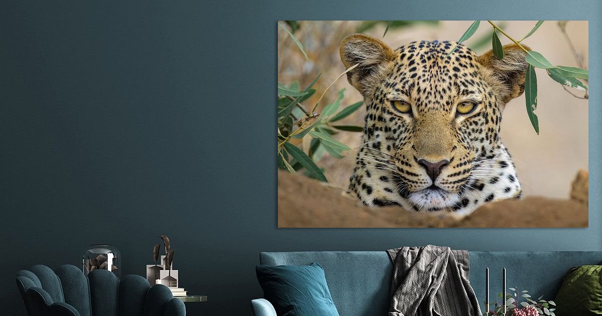 Luipaard portret van Richard Guijt Photography op canvas, behang en meer