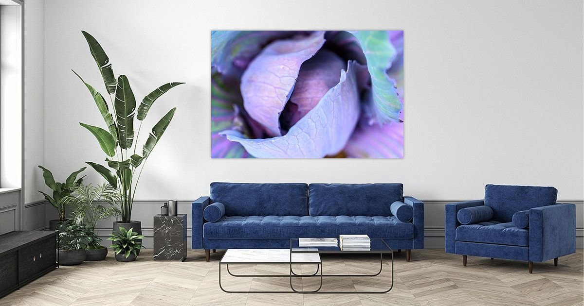 Verse rode kool in een biologische moestuin van Sjoerd van der Wal ...