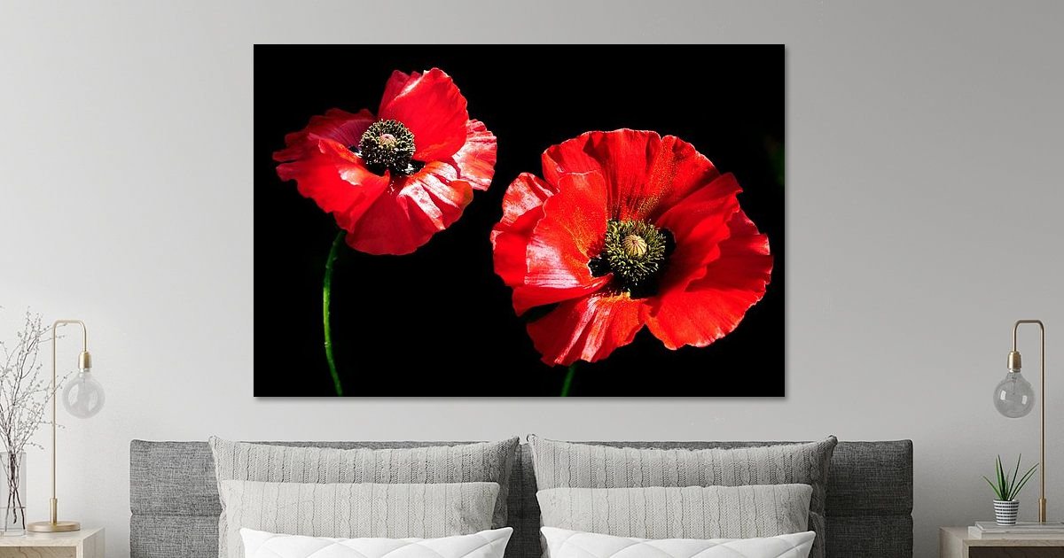 2 Rode klaprozen van Corinne Welp op canvas, behang en meer
