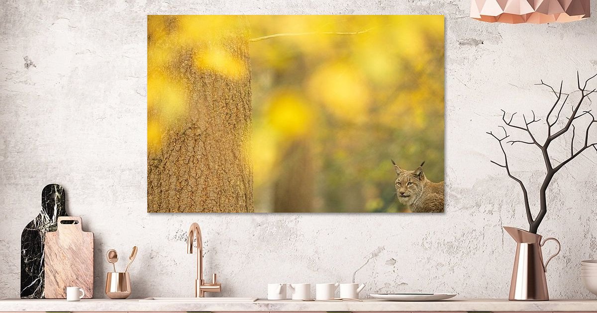 De lynx staat rechts van Kris Hermans op canvas, behang en meer