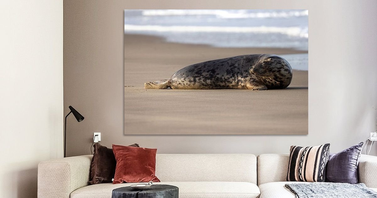 Zeehond op het Noordzee strand van Marjon Kocks op canvas, behang en meer