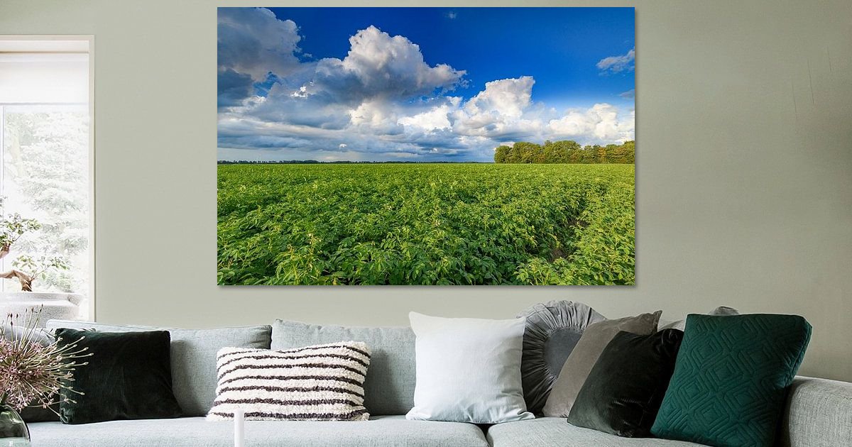 Aardappelveld onder een hemel met indrukwekkende wolken na een zomer t ...