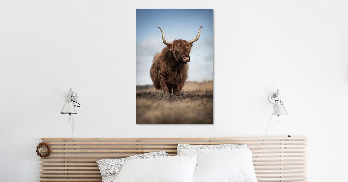 Schottische Highlander-Kuh in Porträt-Pose von KB Design & Photography ...
