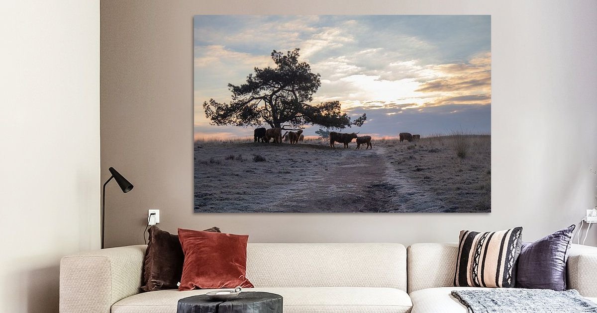 Schotse hooglanders op de Terletse heide van Roy Kreeftenberg op canvas ...