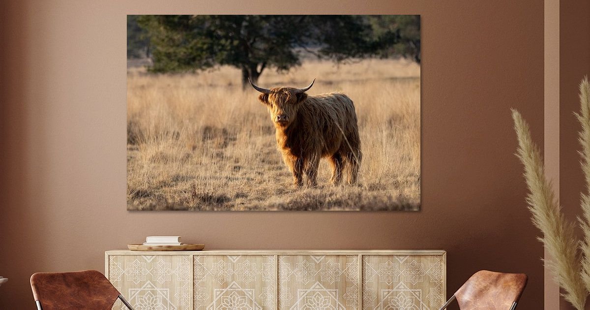 schotse hooglander op de terletse heide van Roy Kreeftenberg op canvas ...