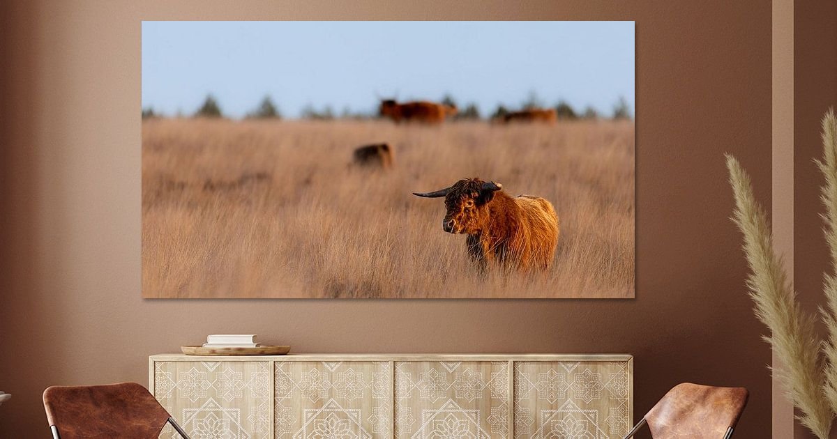 Schotse hooglander op de heide van Roy Kreeftenberg op canvas, behang ...