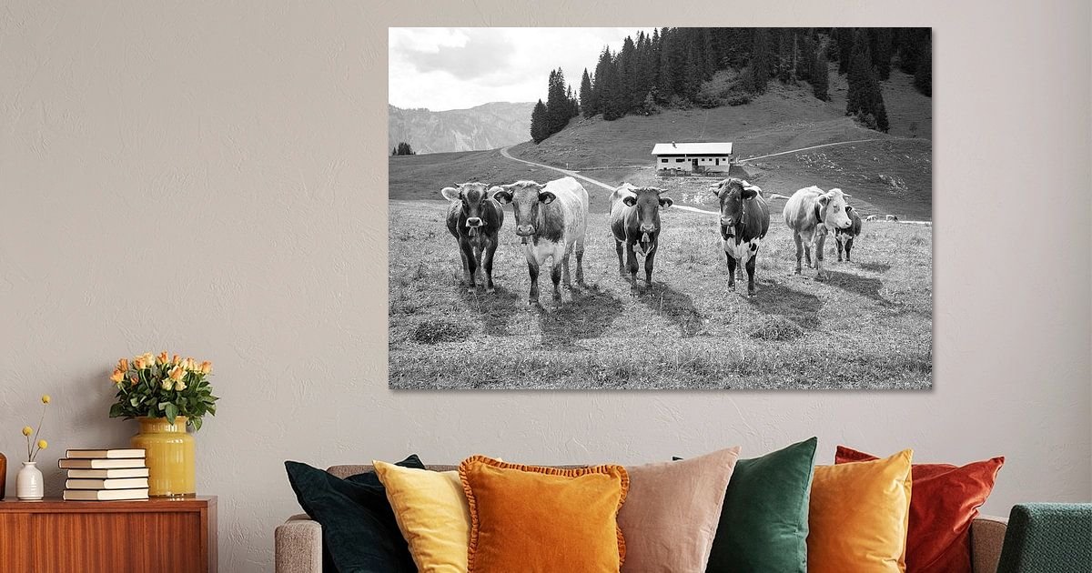 Een kleurrijk mengsel van Alpenvee in zwart en wit van kuh-bilder.de op ...