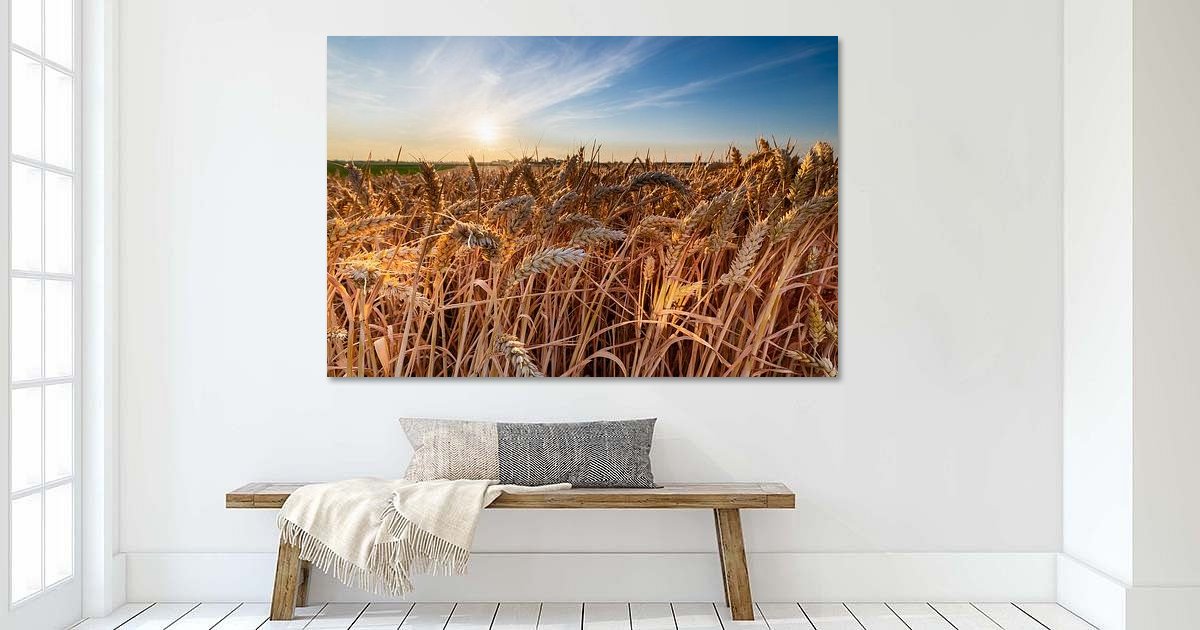 Graanveld tijdens het gouden uur van Kim Willems op canvas, behang en meer
