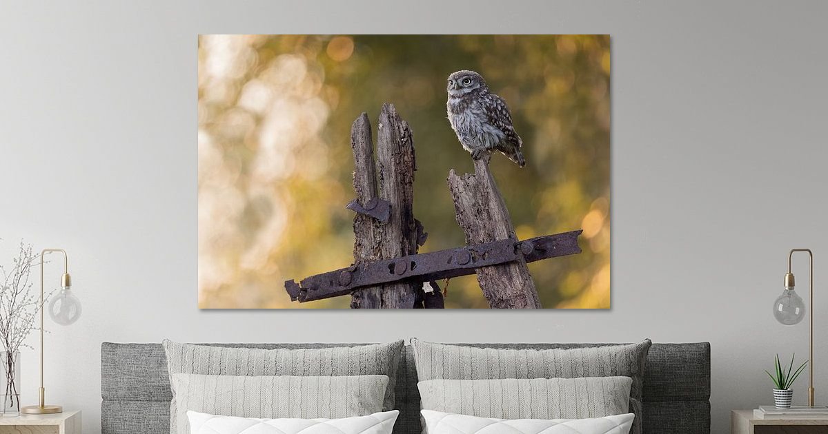 Jonge Steenuil op een oud hekje van Ina Hendriks-Schaafsma op canvas ...