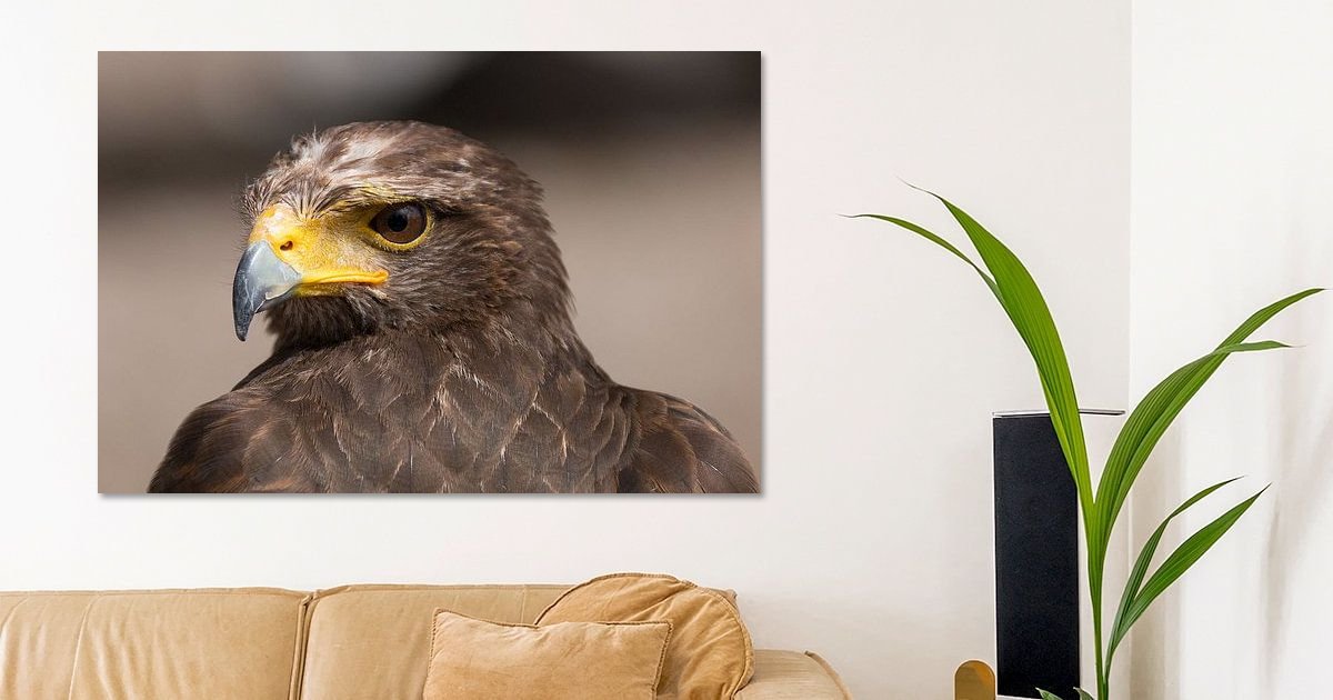 Arend / Eagle van A. Oskam op canvas, behang en meer