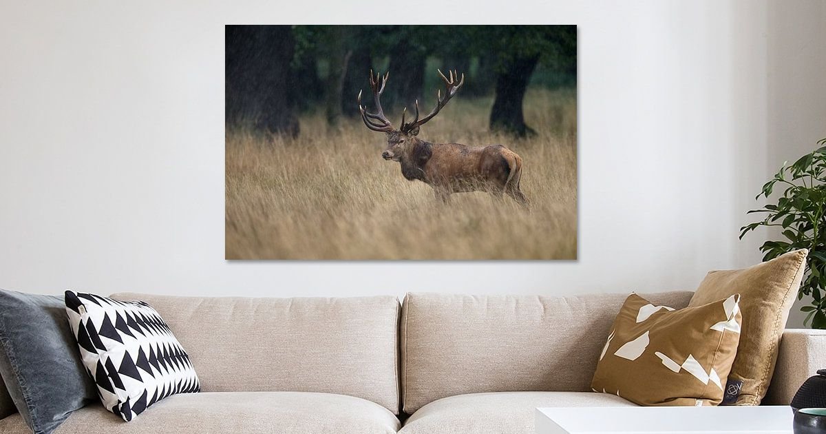 Edelhert van Menno Schaefer op canvas, behang en meer