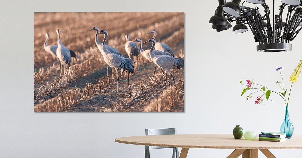 Kraanvogels rusten en eten in een veld tijdens de herfstmigratie van ...