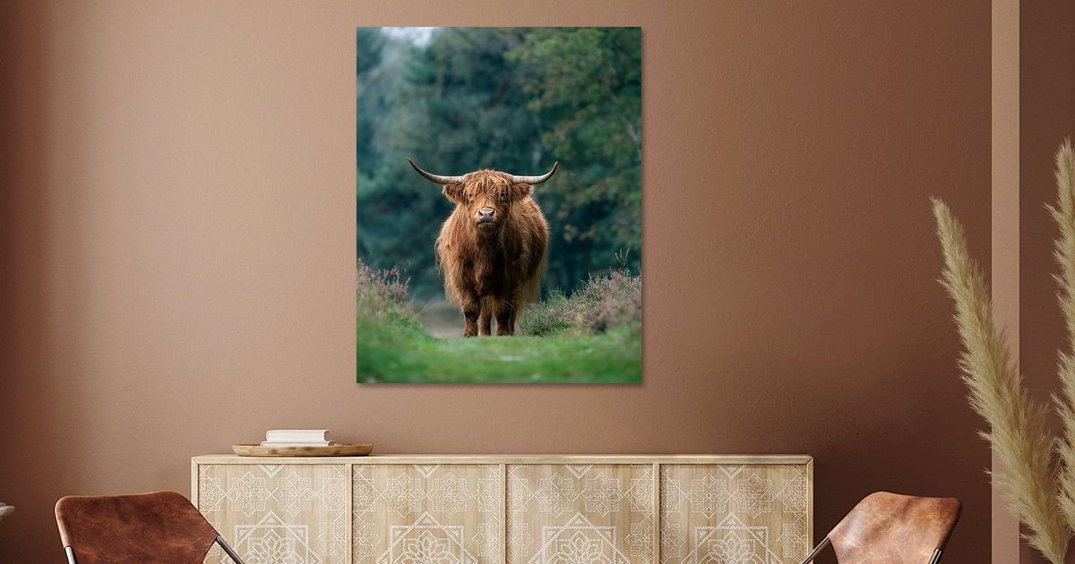 Sfeervol portret van Schotse hooglander op het pad tussen de heide van ...