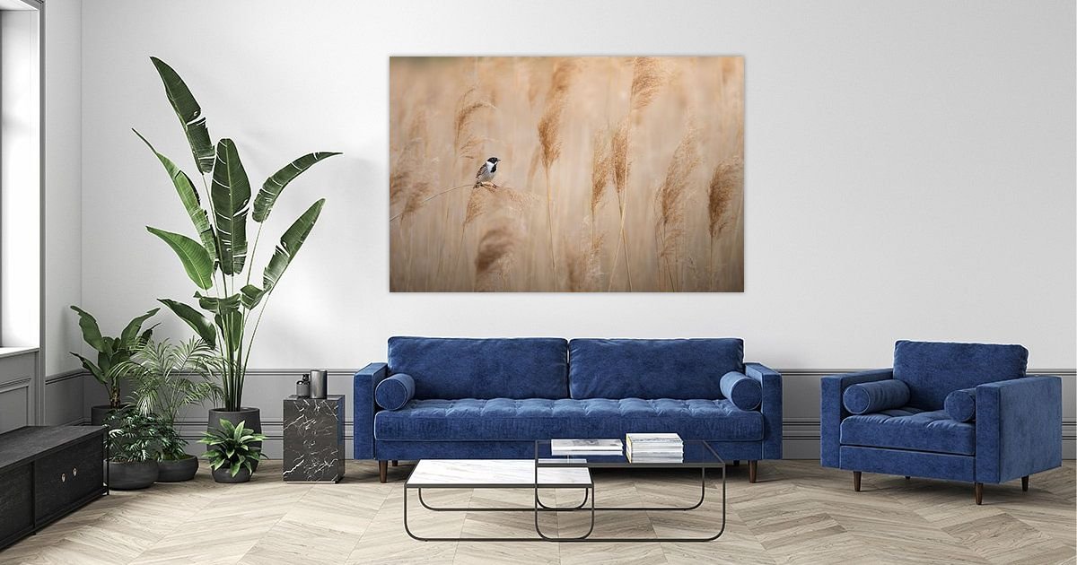 Rietgors in het riet. van JMV nature photography op canvas, behang en meer