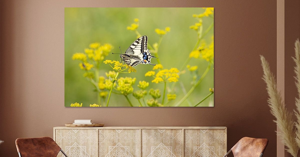 Koninginnepage op Dille van Ted Fronik op canvas, behang en meer