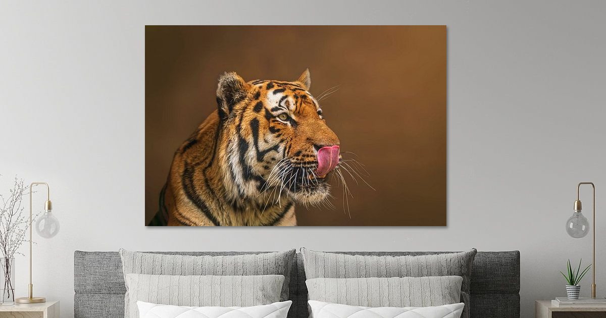 Siberische tijger (Panthera tigris altaica) likt zijn snuit af na het ...