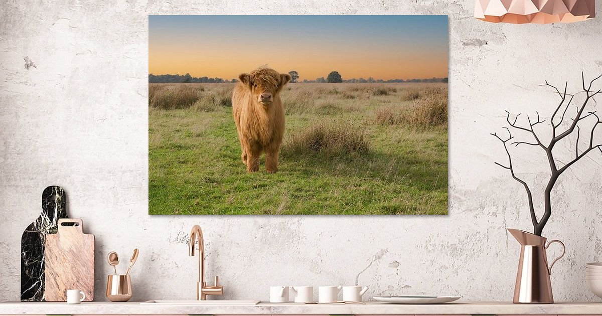 schotse hooglander, kalf, koe. rund van M. B. fotografie op canvas ...