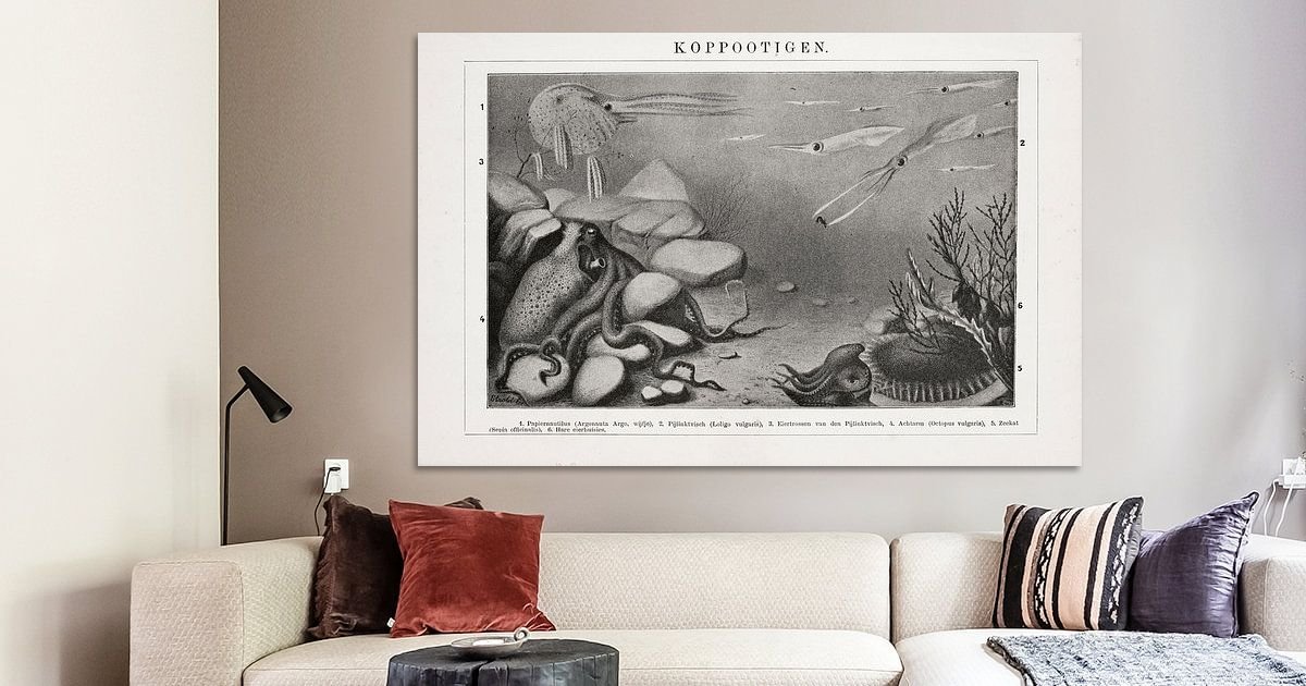 Antieke plaat met kop-potigen (inktvissen) van Studio Wunderkammer op ...