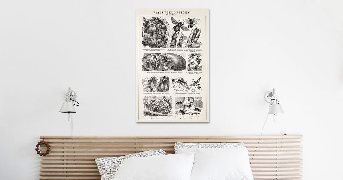Educational plate with Hymenoptera by Studio Wunderkammer on canvas ...