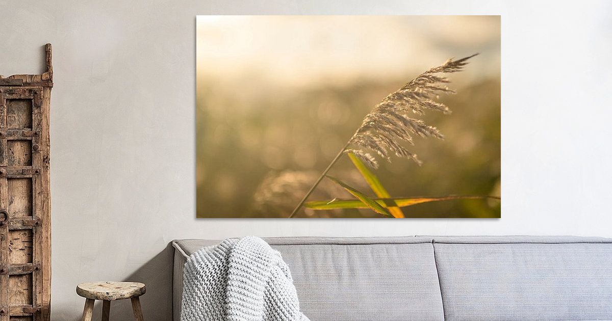 Riet close-up tijdens een herfstzonsondergang van Sjoerd van der Wal ...