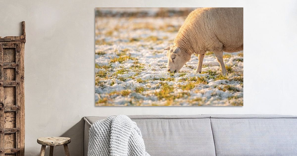 Schaap grazend in de sneeuw van Wendy de Jong op canvas, behang en meer