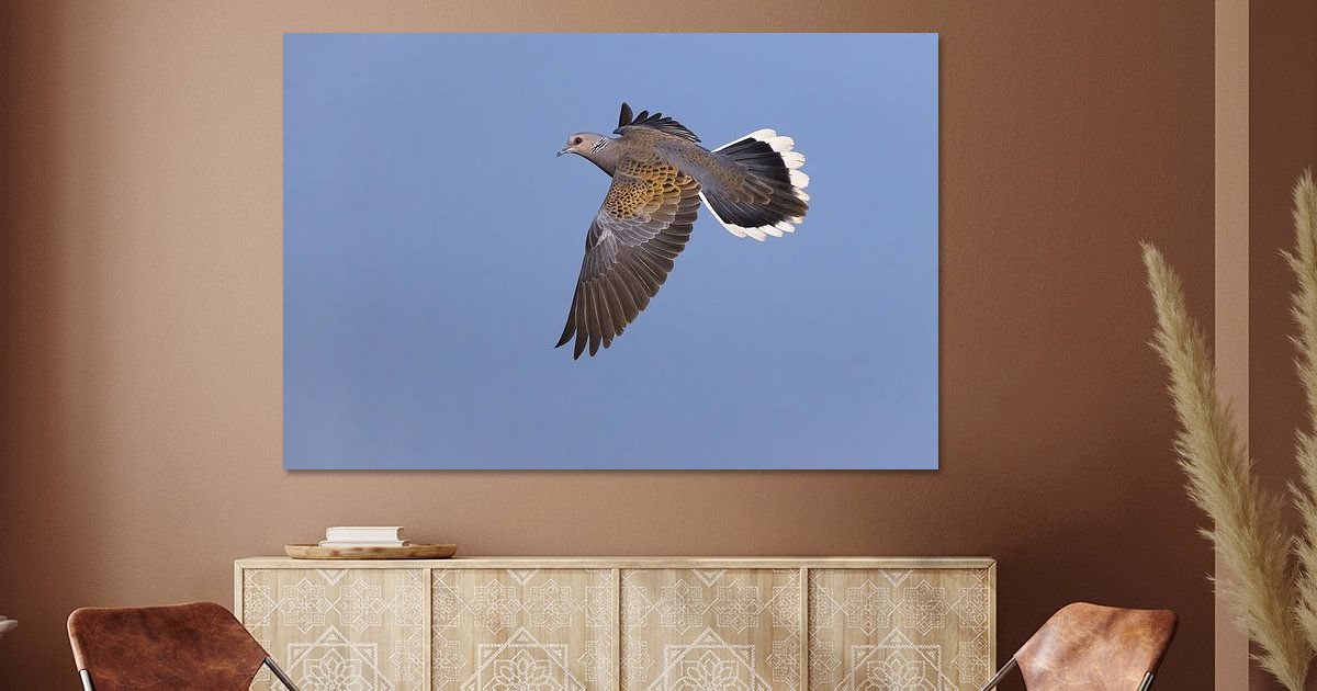 Zomertortel, Streptopelia turtur van Beschermingswerk voor aan uw muur ...