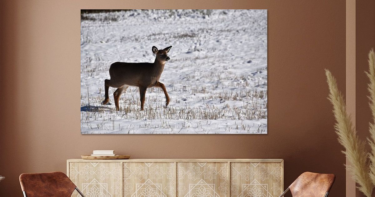Een jong hert in een gebied van Claude Laprise op canvas, behang en meer