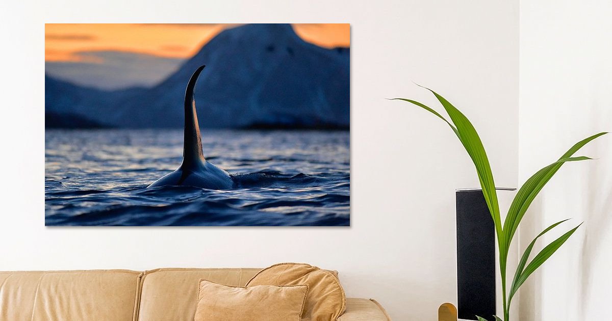 Schwertwal mit riesiger Rückenflosse in den norwegischen Fjorden von ...