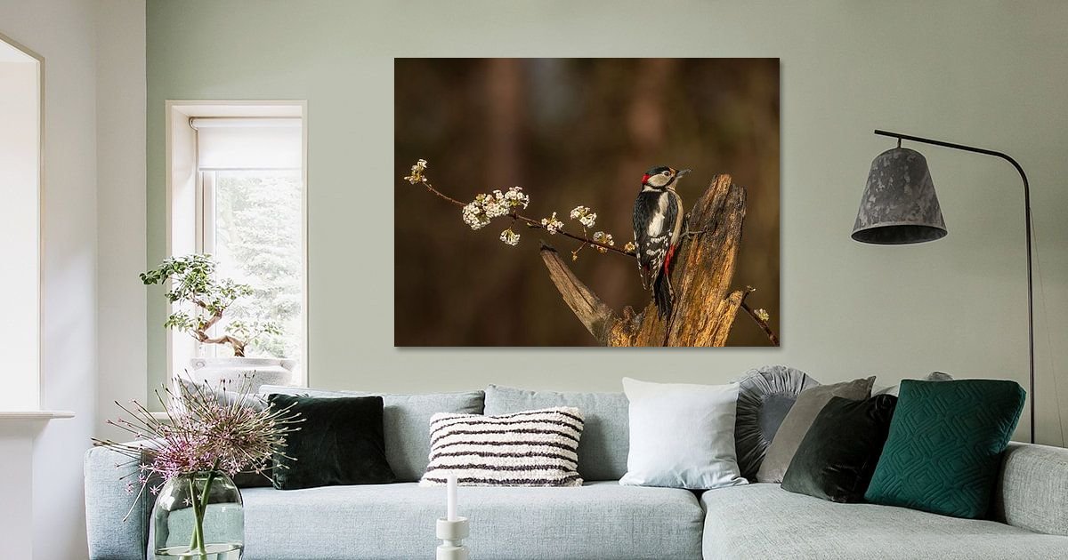 Bonte specht op bloesemtak van Ilona Hogers op canvas, behang en meer