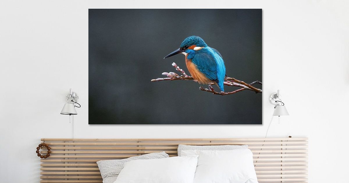 IJsvogel op een lentetak. van Janny Beimers op canvas, behang en meer