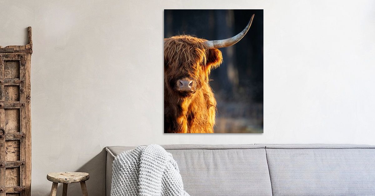 Highland cow van John Goossens Photography op canvas, behang en meer