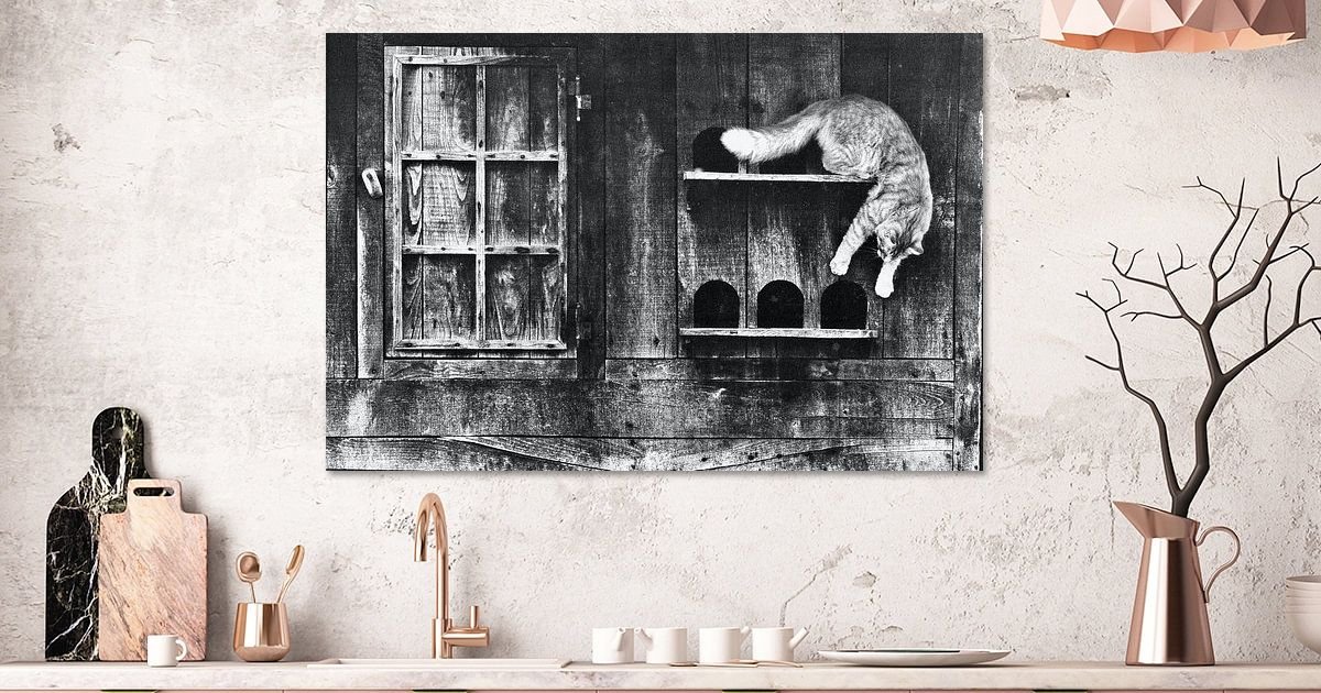 'Engelse kat ontdekt Franse duiventil' van Tymn Lintell op canvas ...