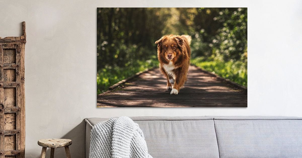 Australische herder hond op een zonnige dag, op een houten pad van ...