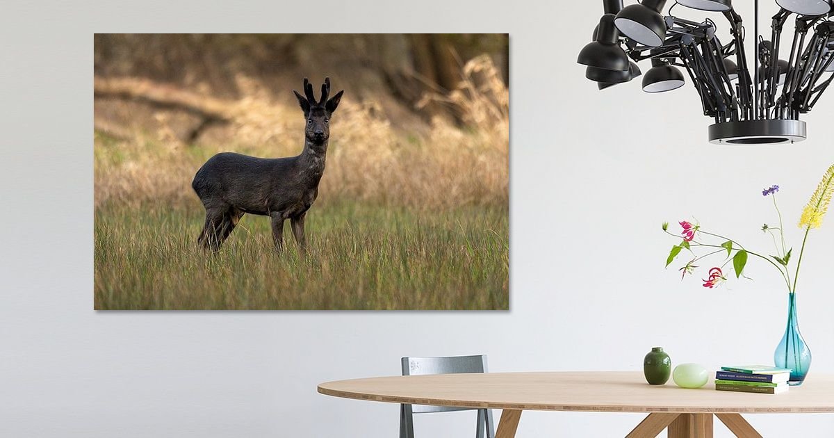 Zwarte ree in een zee van groen van Marc van der Duin op canvas, behang ...