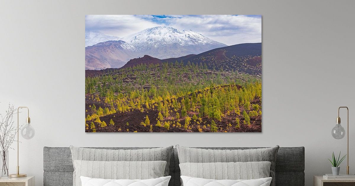 Canarische den (Pinus canariensis), Mirador de Chio, Nationaal Park ...