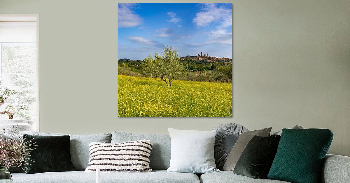 Gele bloeiende brem, lenteweide met olijfbomen, achter San Gimignano ...