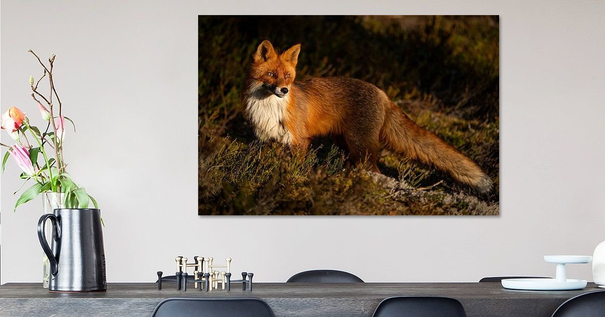 Rein de vos die nieuwsgierig een kijkje komt nemen van Bart Cox op ...