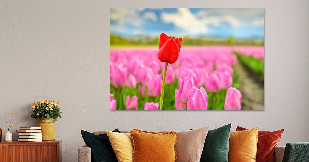 Bloeiende tulpen in een veld met één rode tulp die eruit springt van ...