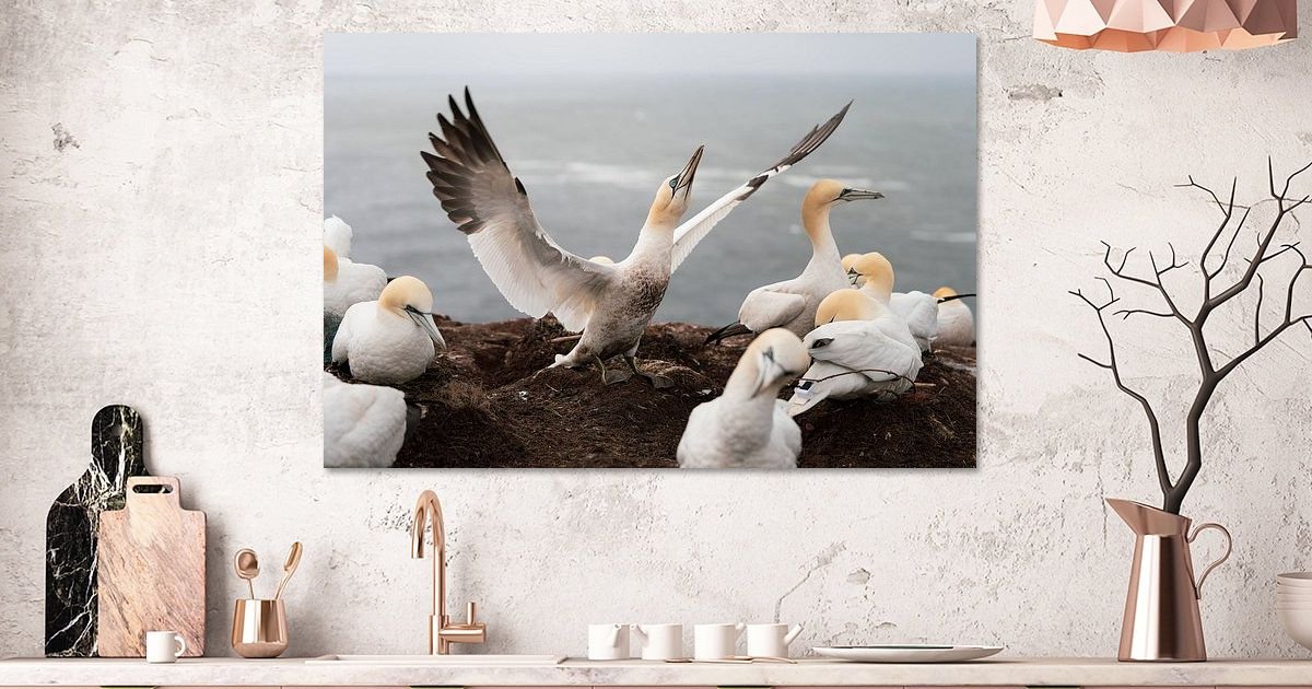 Vleugels van Vrijheid: Jan van Genten op Helgoland van Ruben Van Dijk ...