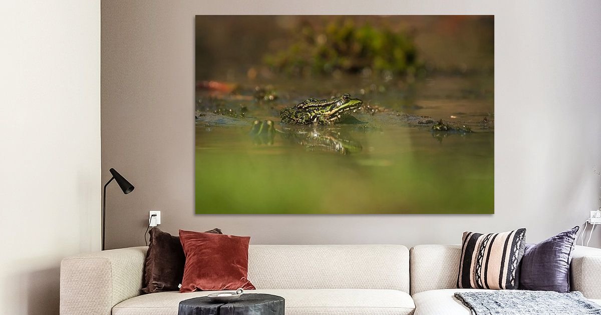 kikker van Wim van der Meule op canvas, behang en meer