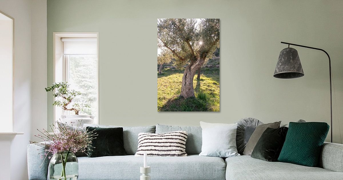 Olijfboom in de zon van Sandra Bechtold op canvas, behang en meer