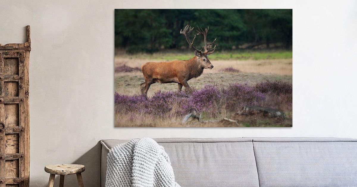 Edelhert Hoge Veluwe van Dick van Duijn op canvas, behang en meer